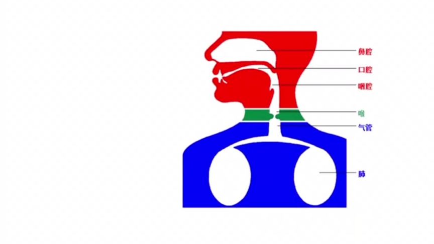 言语产生的三大系统包括什么?各自的作用是什么?
