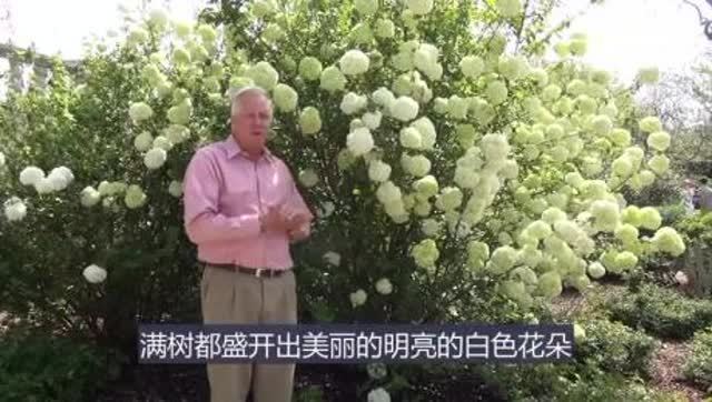 「鼹鼠安利」中华木绣球-有空间的花友必入品种!