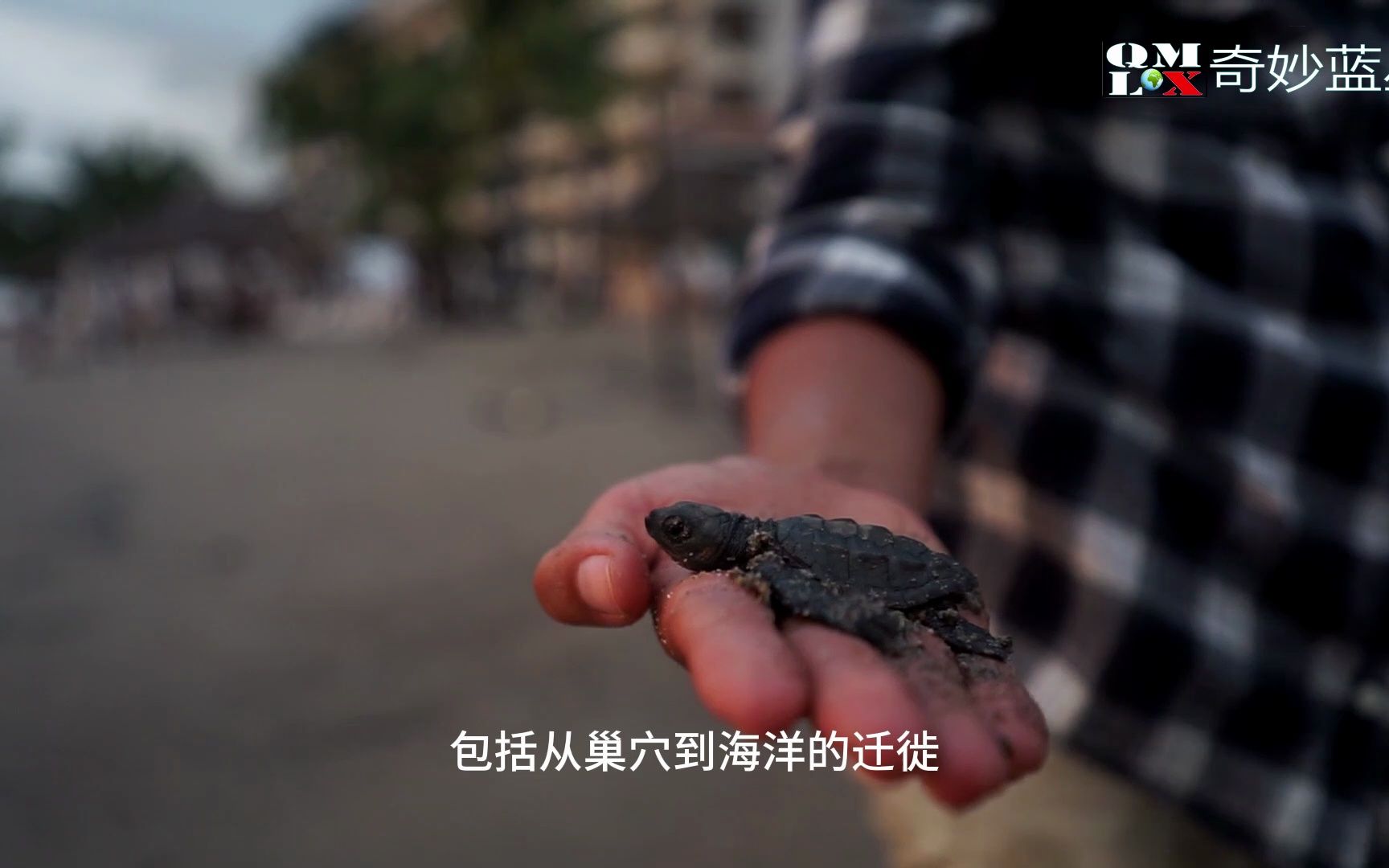 【自然科普】海洋寿星---海龟。来自海陆两栖的福禄寿喜