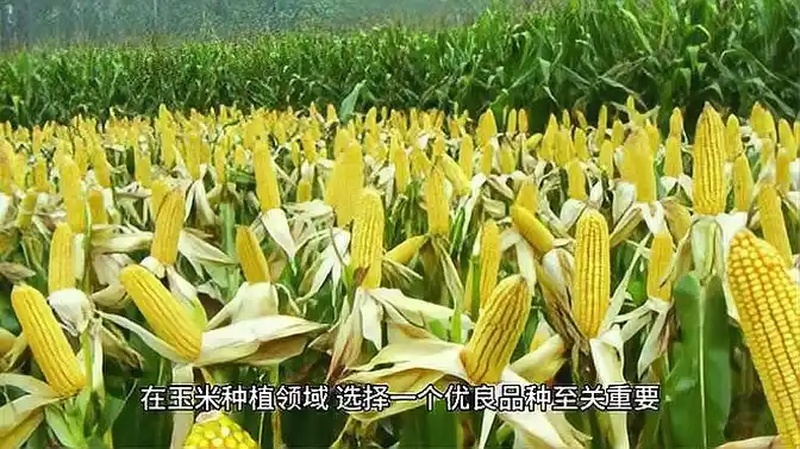 油菜花期施硼肥:增产提质的关键之举