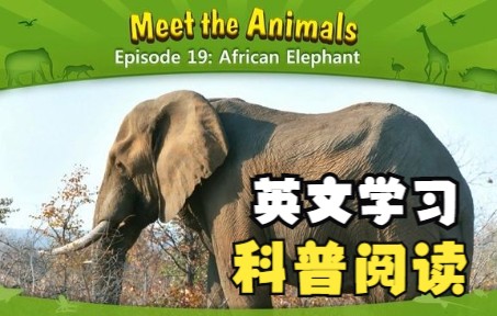 动物英文科普阅读---African Elephant(非洲象)