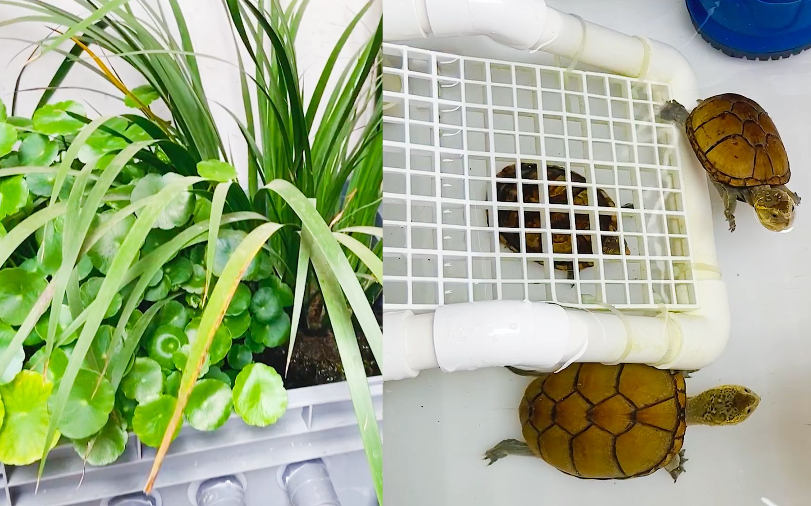 室外龟缸大揭秘,沼泽过滤和滴滤龟缸,这样的养龟环境你喜欢吗?