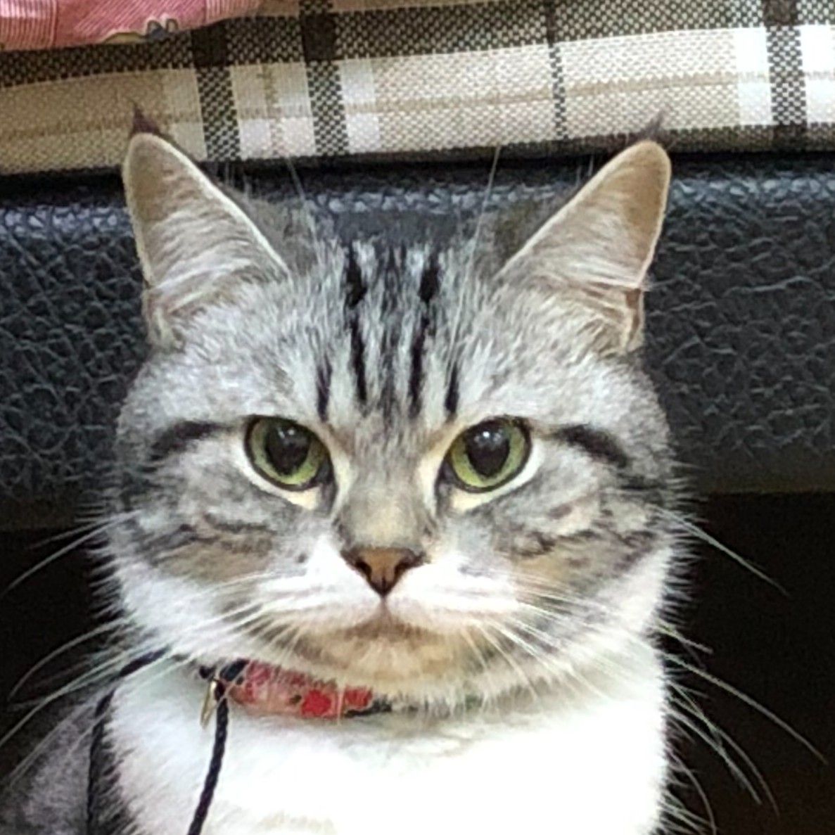 寒霜之影Official 