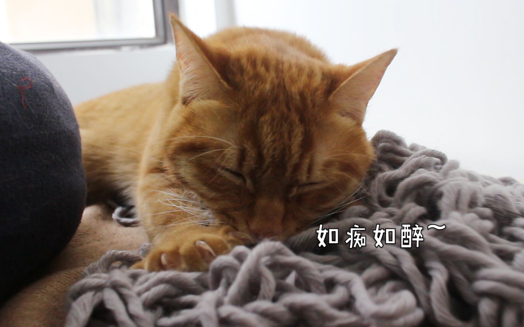 踩奶猫星人登场!动作神同步猫妈妈,陶醉其中的样子萌化了!