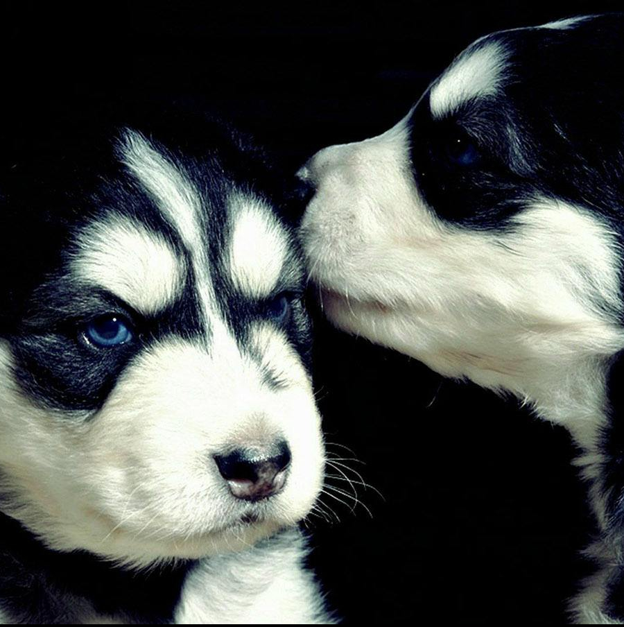 Huskyシ 