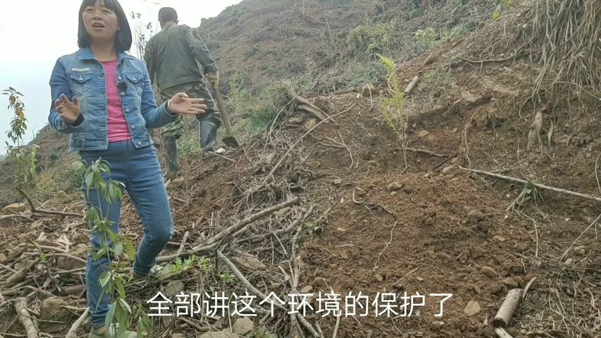 为了保护生态环境,山上不再种效益好的树木,你们看看种些什么?