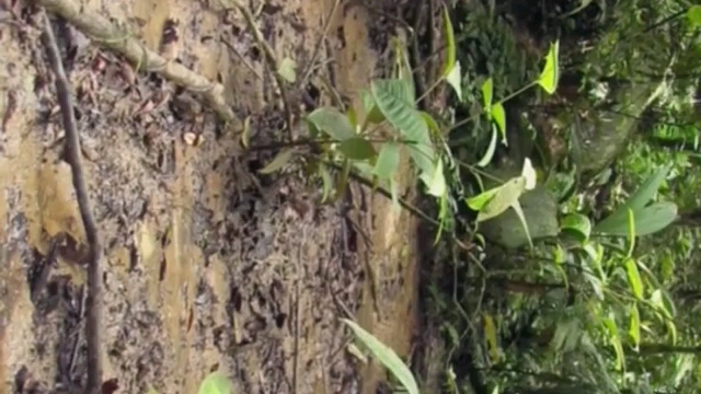 巴西热带雨林的领西猯(野猪)
