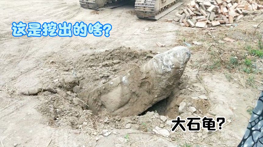 农村小院修整挖出大石龟,花纹清晰可见!看看咱怎么处理它吧.