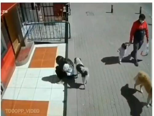 这狗狗撒尿也太会选地方了吧!