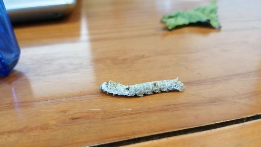 蚕宝宝为什么吐黄水