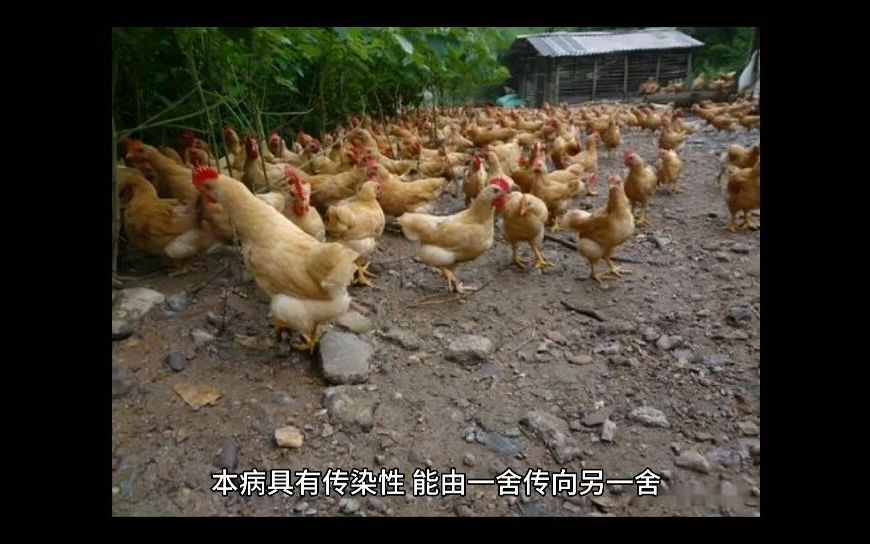 鸡肿头综合症用什么药 鸡出现呼噜肿头肿脸怎么办 肉鸡有呼吸道疾病...