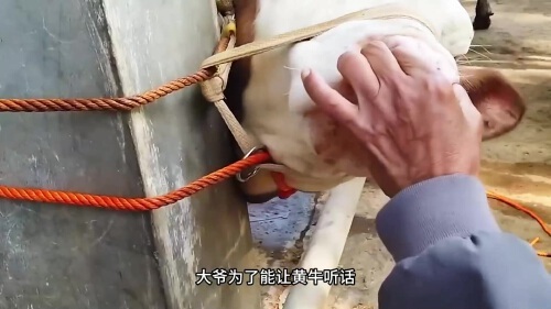 大爷的爱心太浓 细针扎进黄牛鼻子好疼