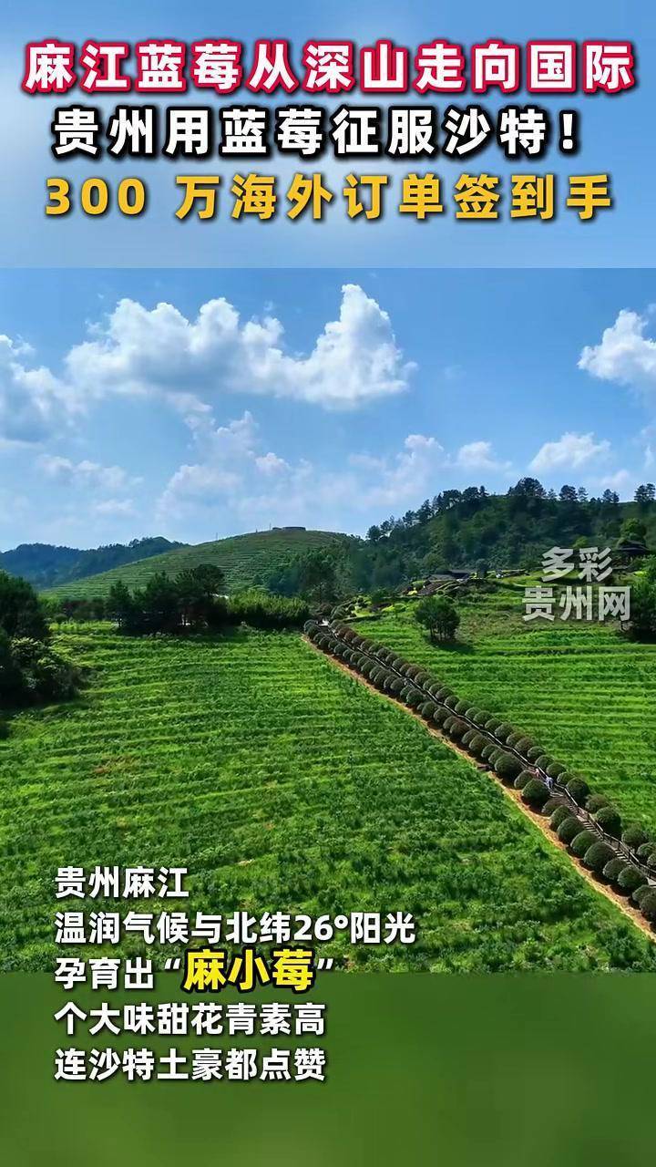...连沙特土豪都点赞!20多年前试种,历经技术攻关,2015年明确发展目标...