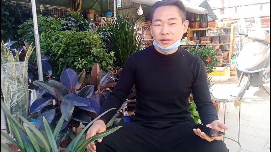 每天种植花草树木,分享花的美景和种植技术