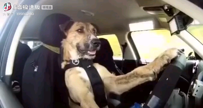 C2?狗都能开!