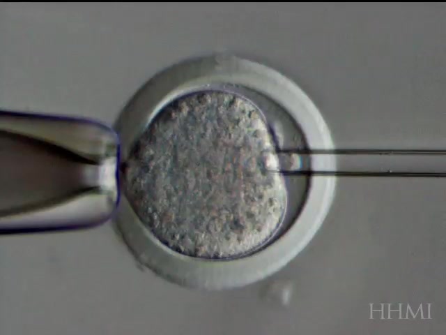 生物技术之体细胞核移植(体细胞克隆)