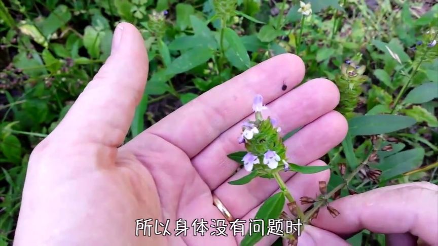 降火疗效显著的夏枯草,喝对了是宝,喝错了伤身