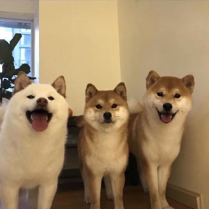 冬来小雪归 