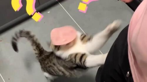 遇到这么个记仇的猫咪,是不是像极了你生气的女朋友,到现在还没哄好呢