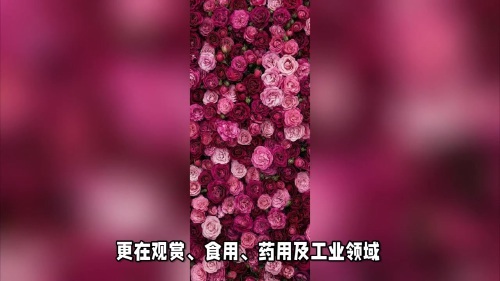 玫瑰花:集观赏、食用与药用价值于一身