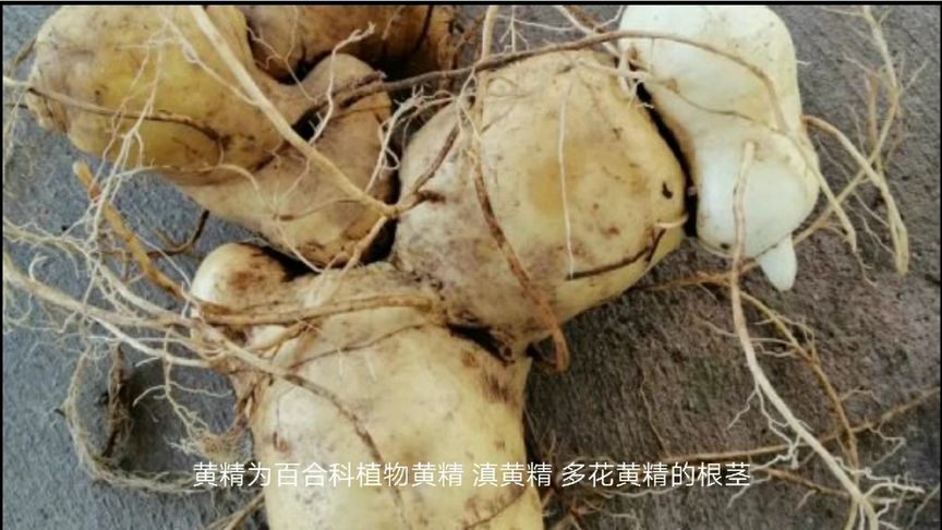 黄精功效知多少
