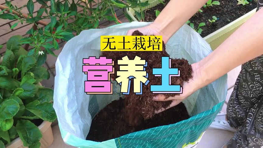 无土栽培如何选用营养土? 用空心菜扦插挑战无土栽培试验