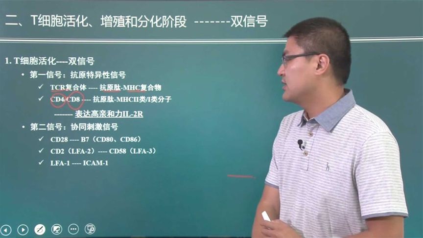 医学免疫学:T细胞介导的免疫应答-4 T细胞的活化过程