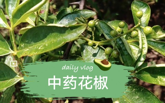 花椒(带你认识身边的中药)