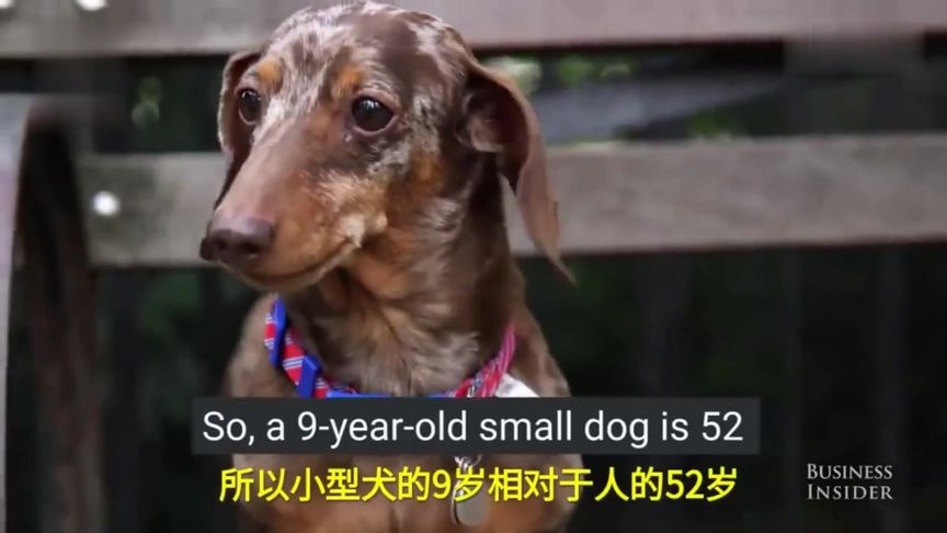 狗狗的年龄如何计算,最科学的算法来了,快看看你家狗狗到底几岁