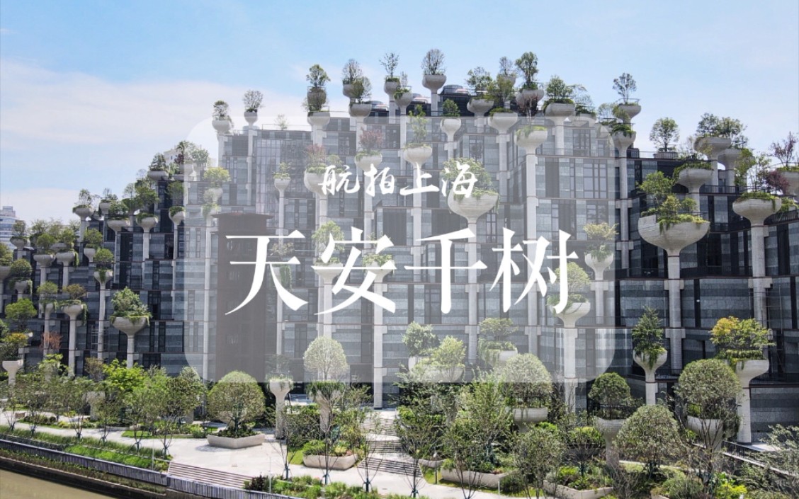 「航拍上海」天安千树