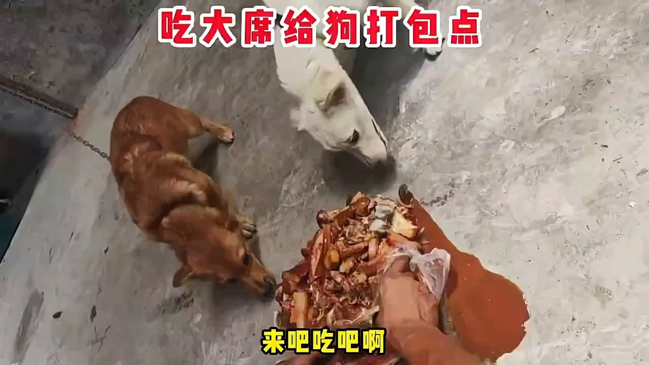 狗:这可比直接吃席香多了