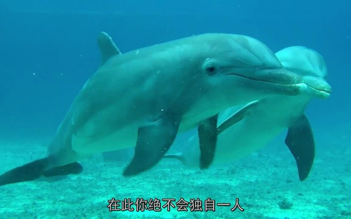 《海洋世界 3D》带你探访多种有趣的海洋生物
