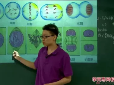 (2)细胞增殖与分化-有丝分裂(一)过程及遗传物质数目变化例1-例4