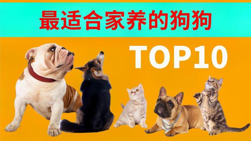10种最适合家养的狗,你喜欢哪种呢?
