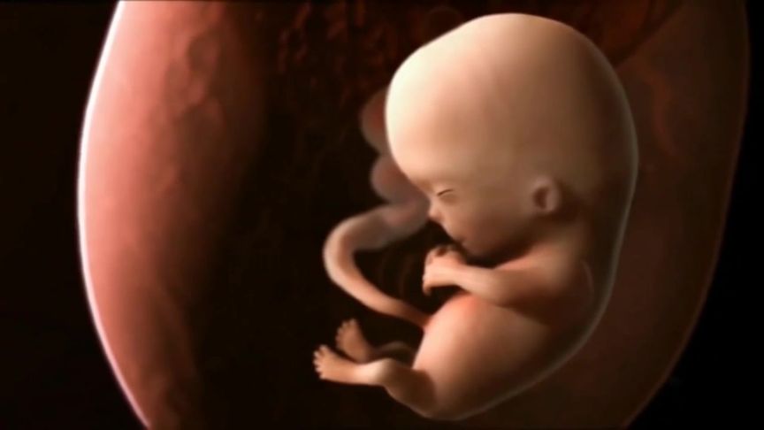 科普动画《十月怀胎》:见证生命的诞生