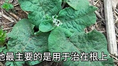 野生牛蒡,大姐遇到一片,它不仅具有减肥功效,还有不知道的作用
