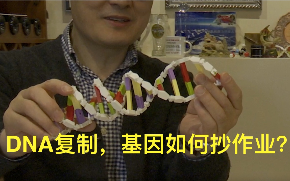 《DNA复制,基因如何抄作业?》