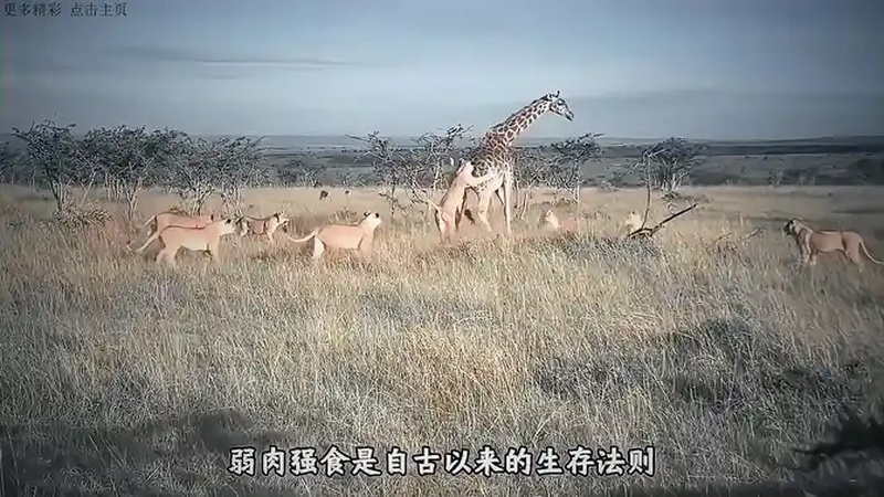 世界上"没有天敌"的动物,称霸海陆空难逢敌手!