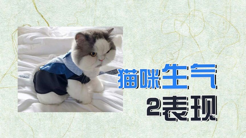 猫咪的小情绪?猫咪生气会有这2个明显行为,铲屎官要注意了