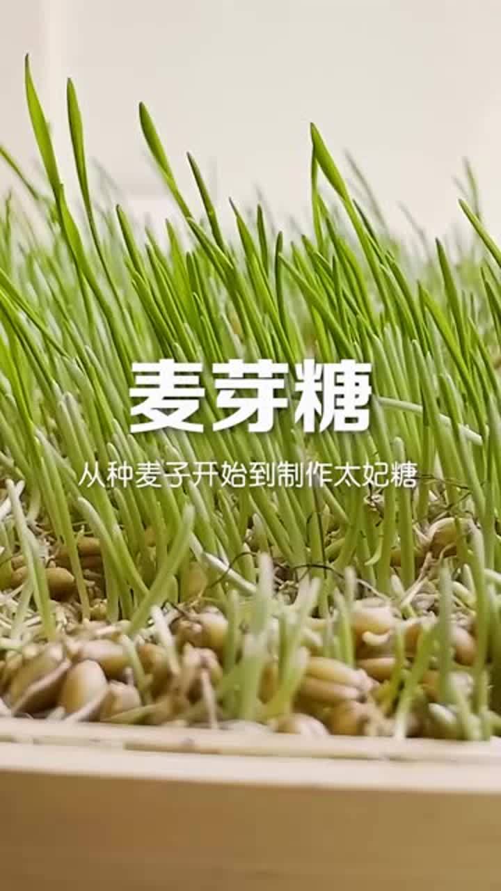 一粒麦子生长的故事 是不是学到了新知识了!