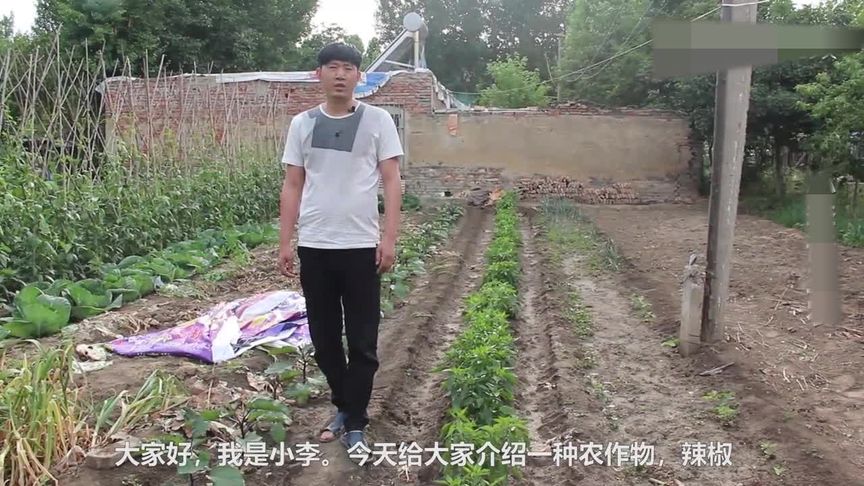 辣椒的种植方法和管理技巧