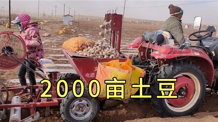 河北老板来内蒙古种2000土豆,一个当地工人不雇,说种植方法不同