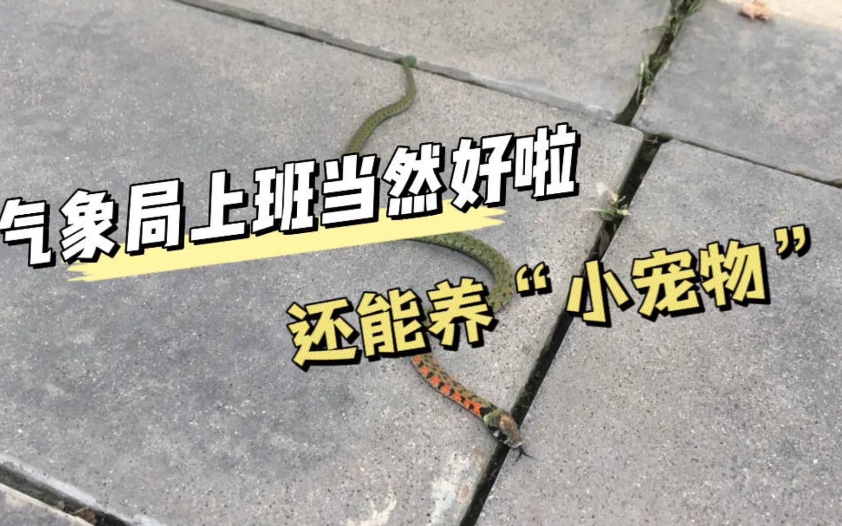 ...上班当然好啦,还能养小宠物呐,比如说蛇啦、壁虎啦、蜈蚣啦.|事业单位