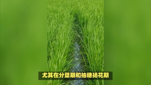 水稻生长探秘:并非只能"泡"在水里