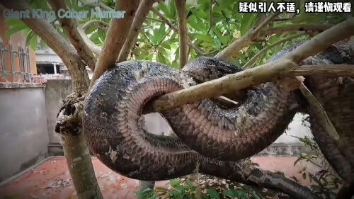 爬行动物合集:蟒蛇跑到村里开始闲逛