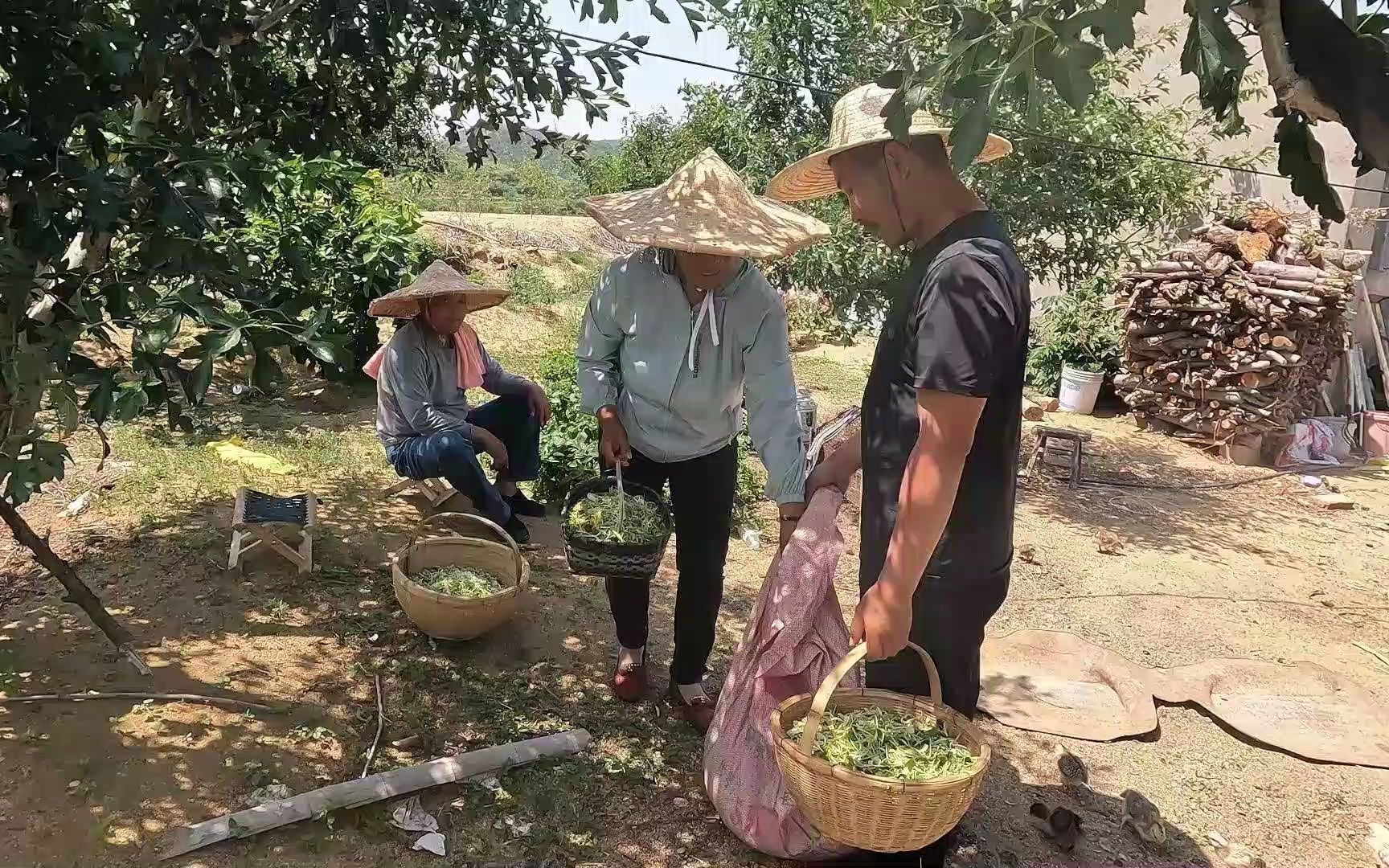 将近30度的天气,又热又急躁,4个人一早上能采多少金银花?