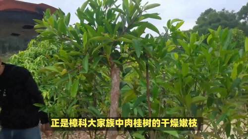 桂枝:守护健康的瑰宝
