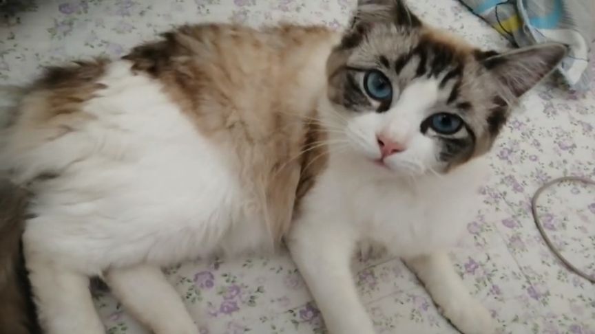 小母猫发情了,躺在床上撒娇,可爱极了,这种小猫有谁不爱呢