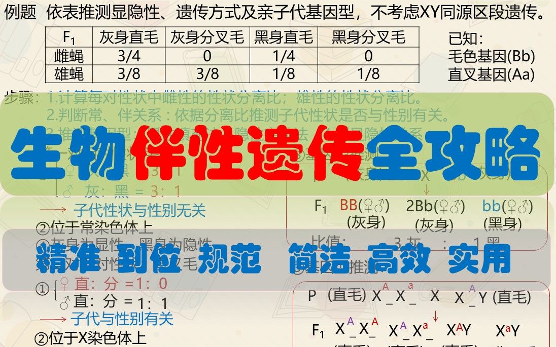 伴性遗传(2) 高中生物 必修2 遗传与进化 第二章第四节 一轮复习