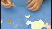 洋葱表皮细胞临时装片的制作(视频)